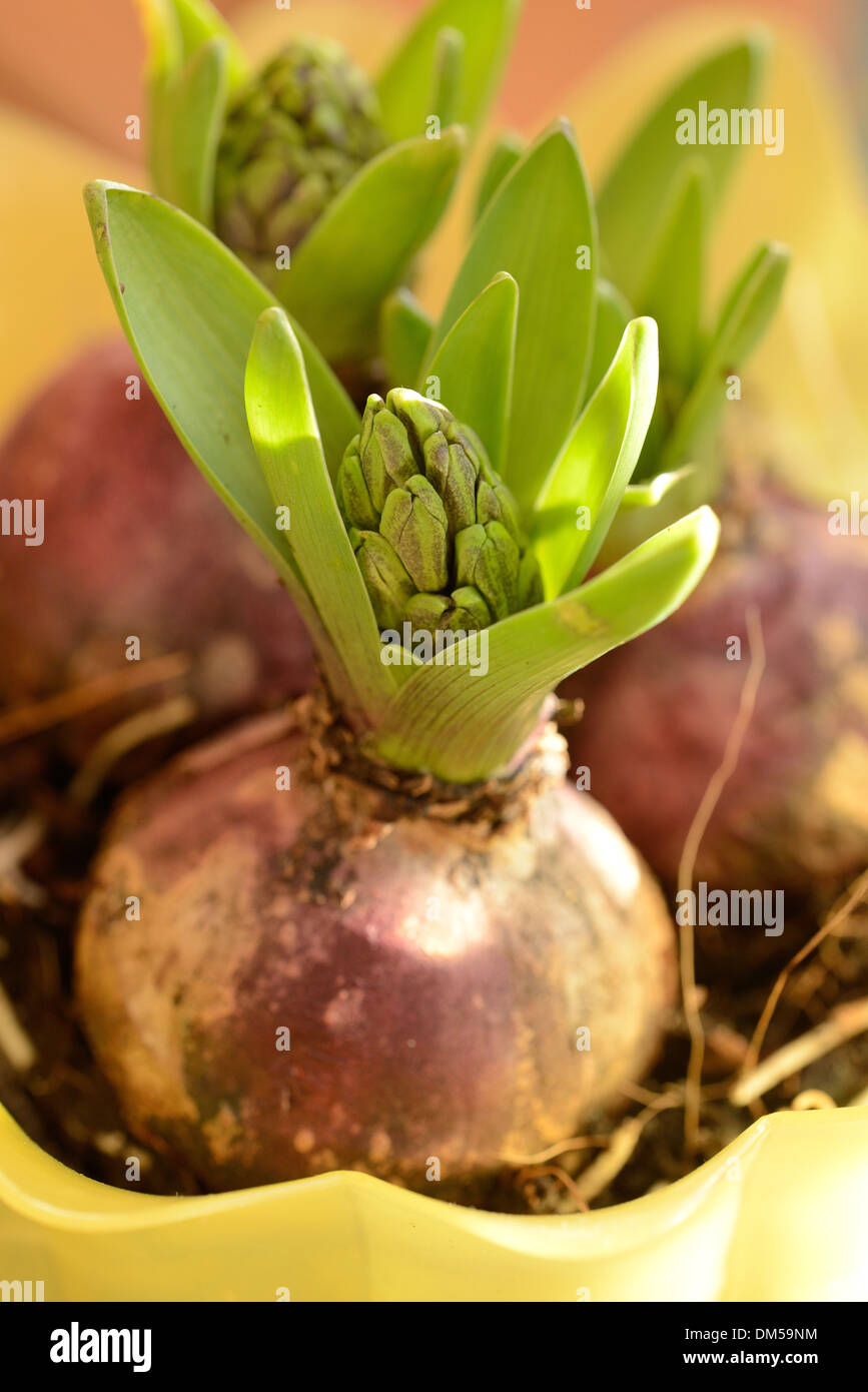 Jacinthe hyacinthus hyacinth hi-res stock photography and images - Alamy