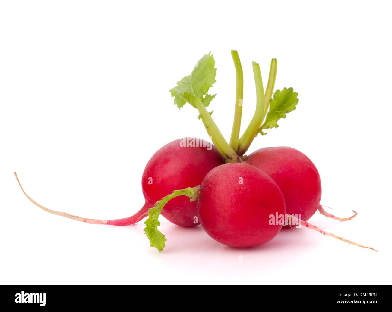 Small garden radish isolated on white background cutout Stock Photo - Alamy