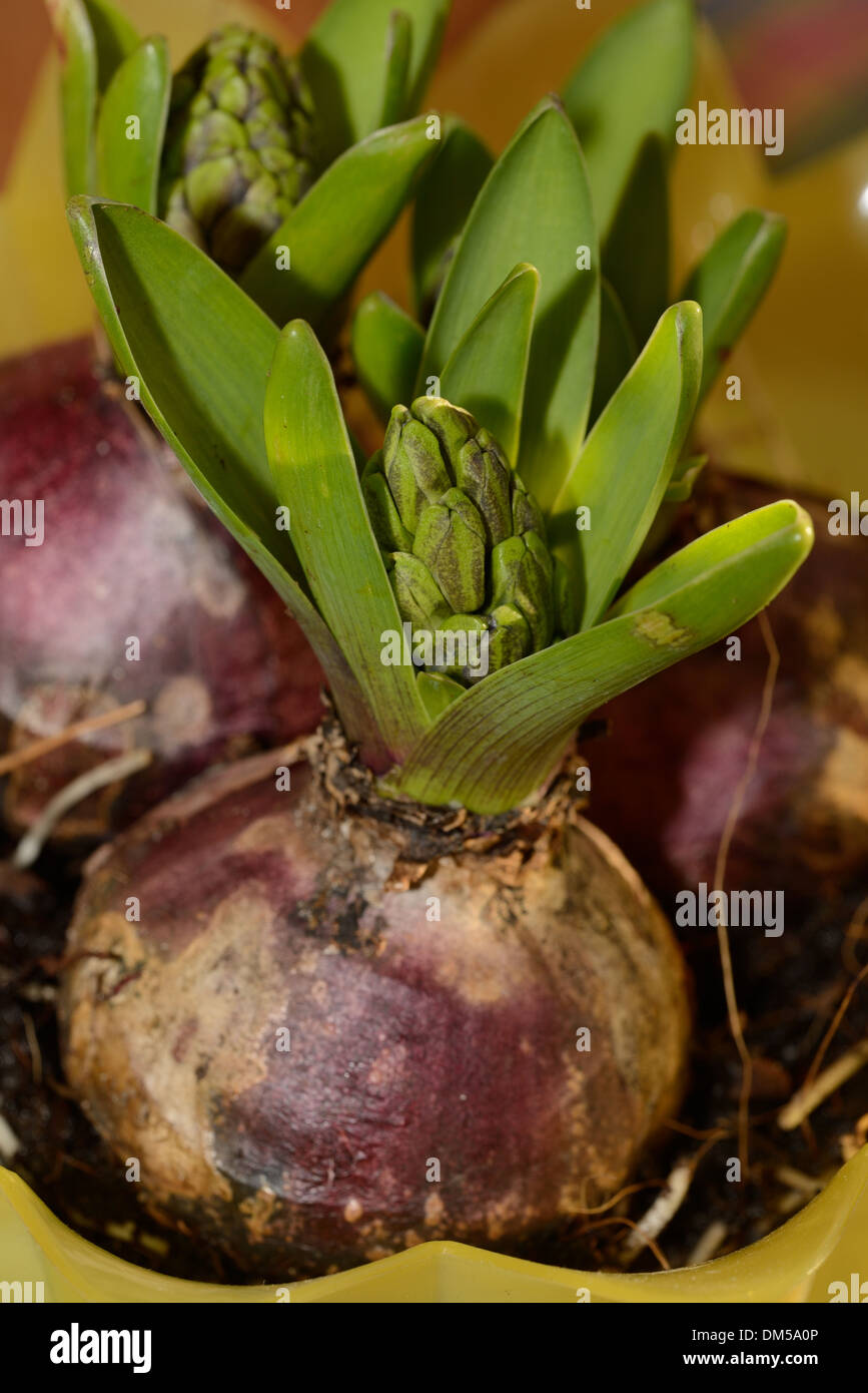 Jacinthe hyacinthus hyacinth hi-res stock photography and images - Alamy
