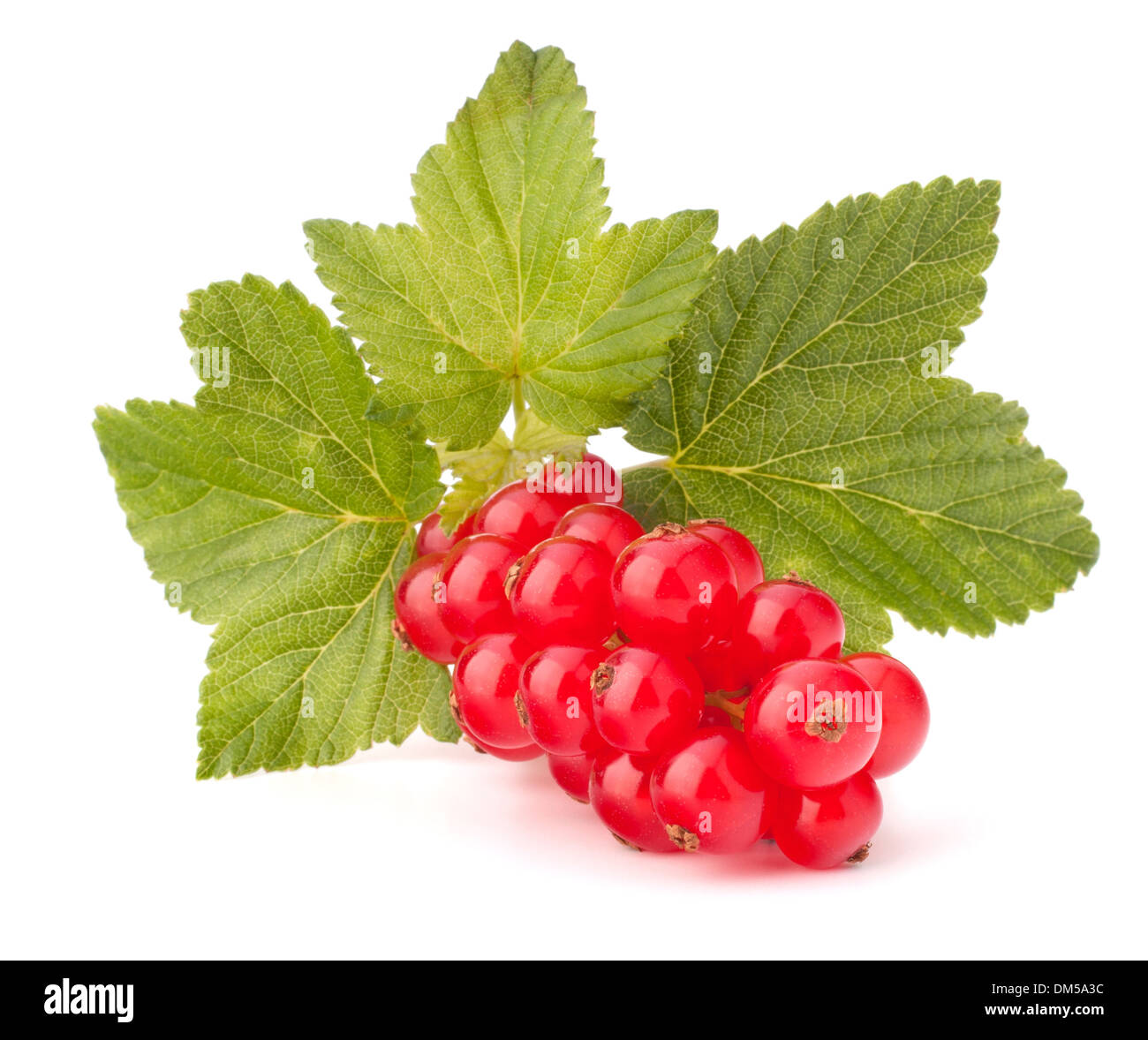 Red currants and green leaves still life isolated on white background ...