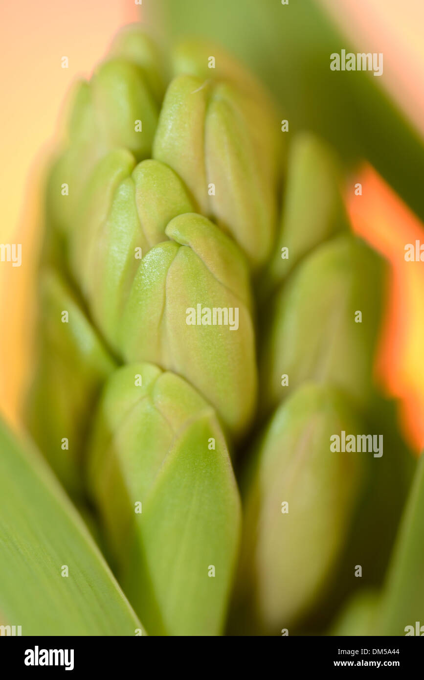 Jacinthe hyacinthus hyacinth hi-res stock photography and images - Alamy