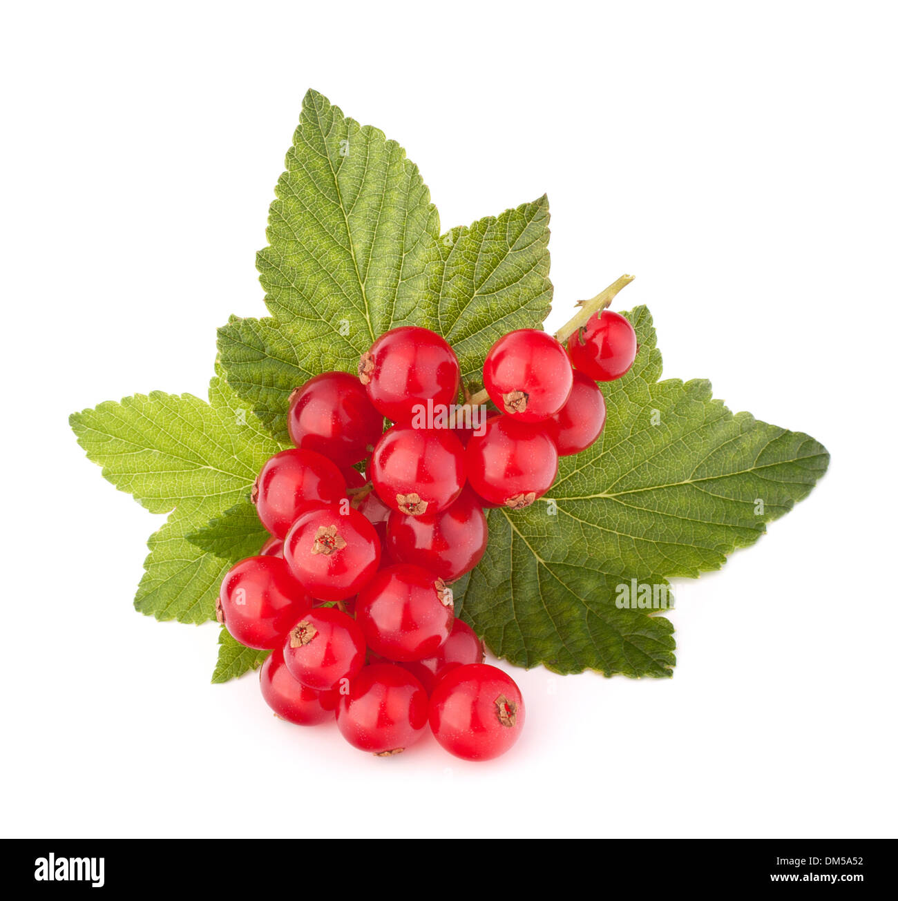 Red currants and green leaves still life isolated on white background ...