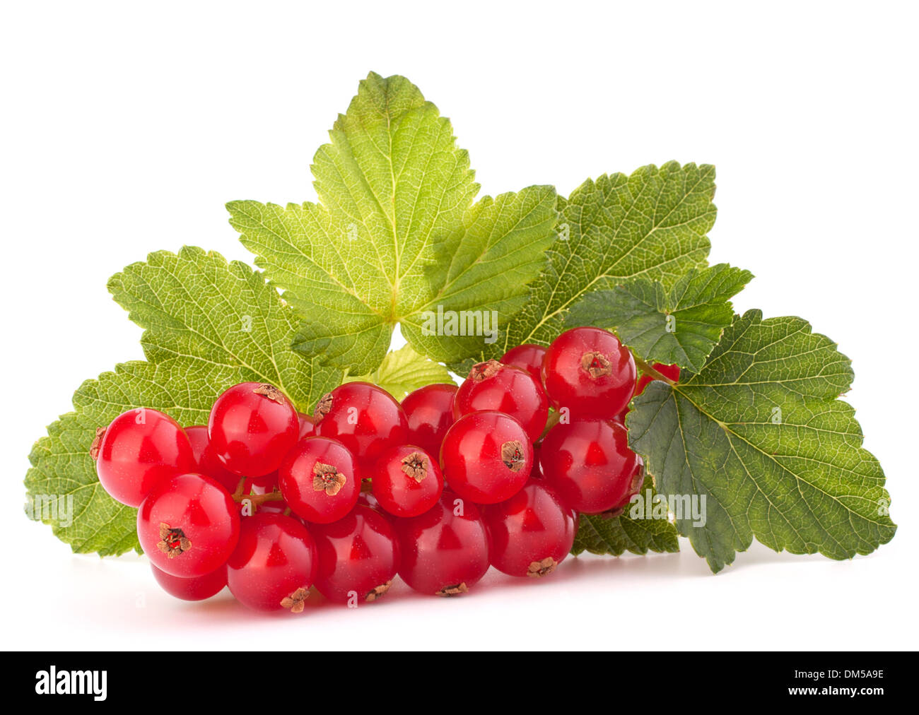 Red currants and green leaves still life isolated on white background ...