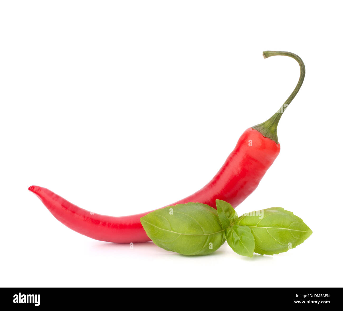 Hot red chili or chilli pepper and basil leaves still life isolated on ...
