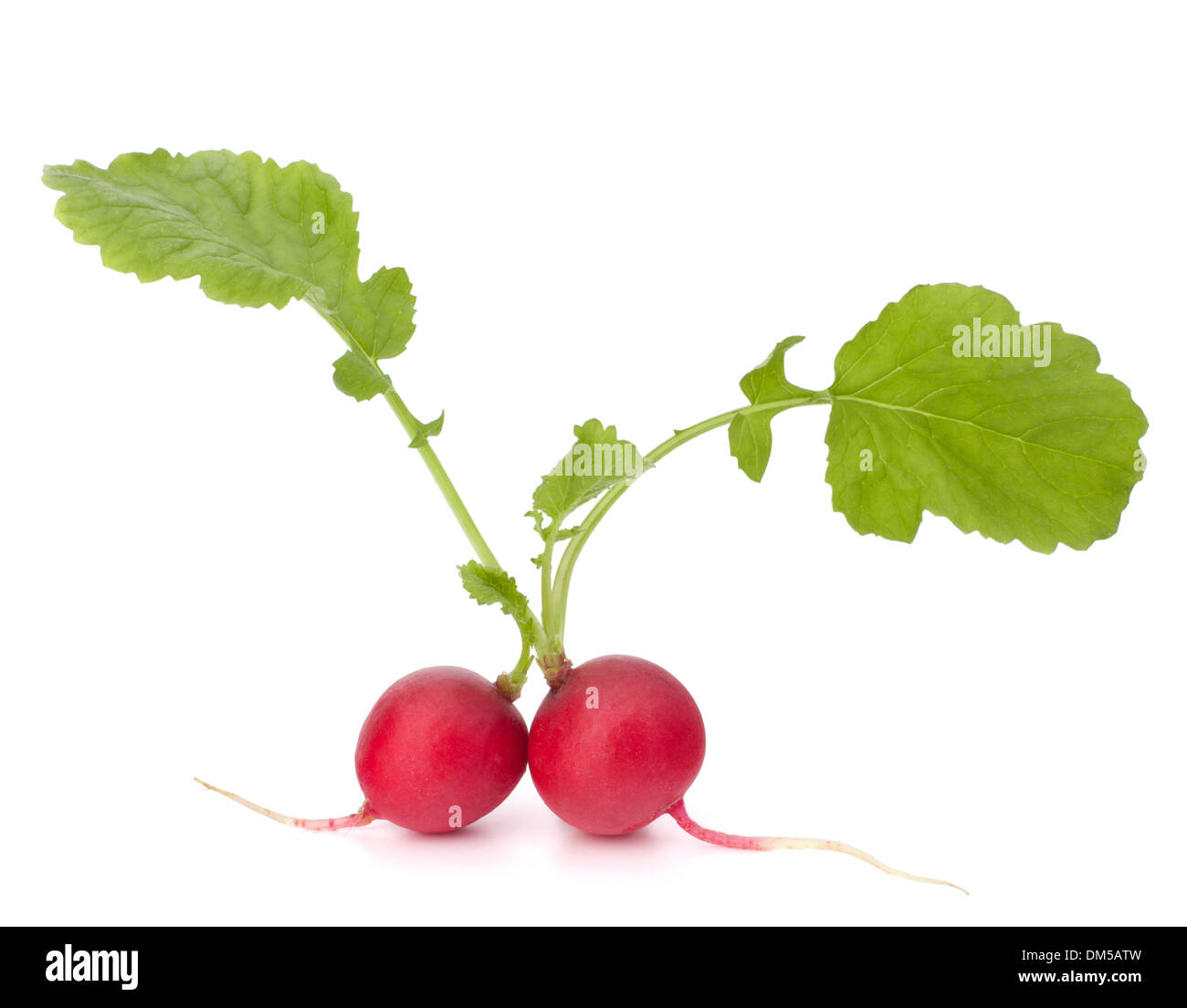 Small garden radish with leaves isolated on white background cutout ...