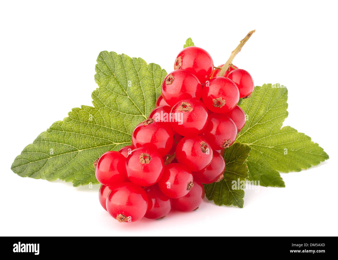 Red currants and green leaves still life isolated on white background ...