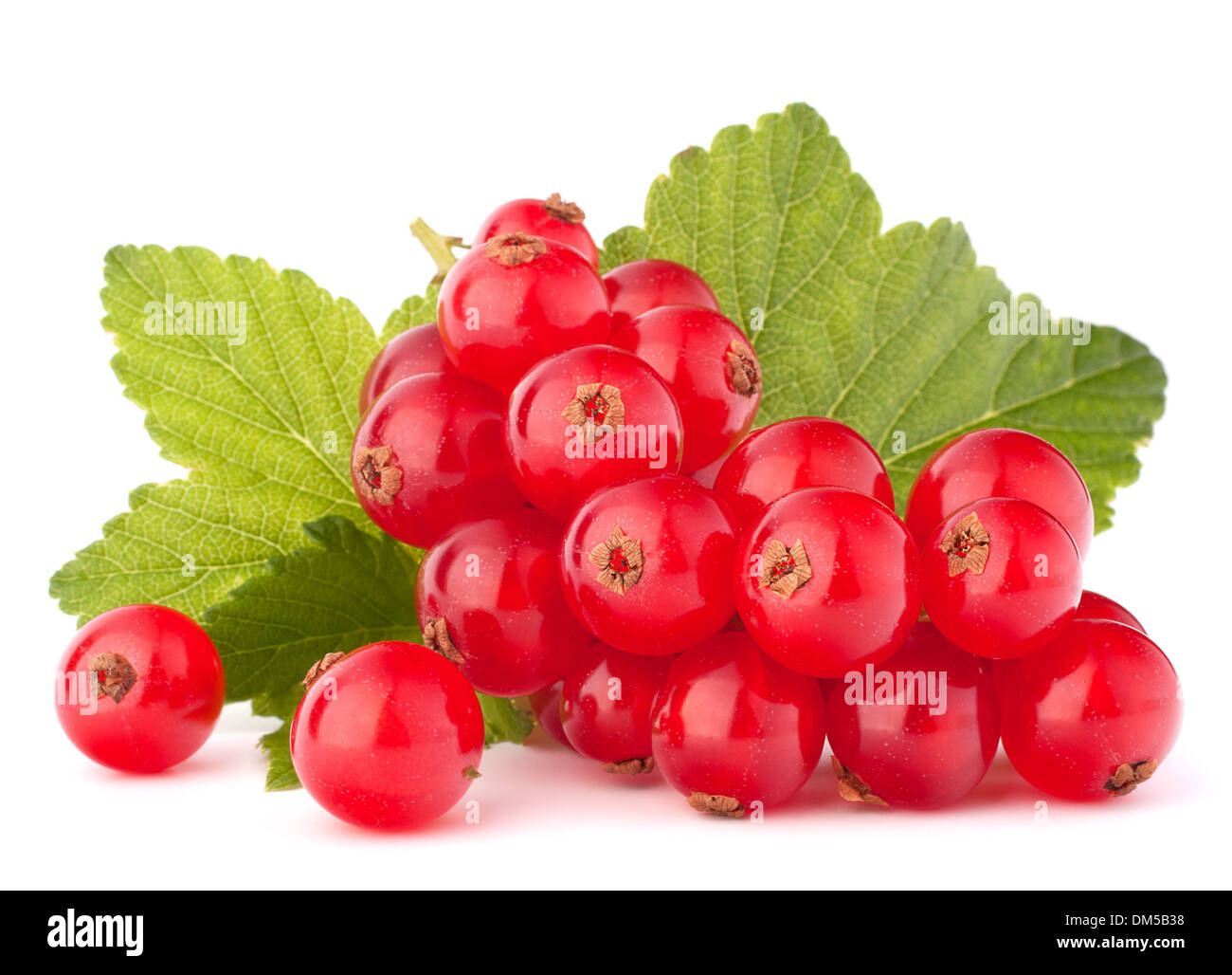 Red currants and green leaves still life isolated on white background ...