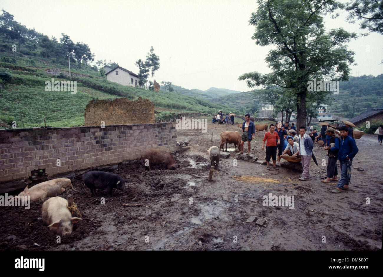 Farmers and dealers are trading animals in a market in Hunan Province ...