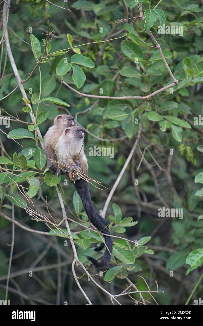 Two Black-tailed Marmosets in tree (Mico melanura), The Pantanal, Mato ...
