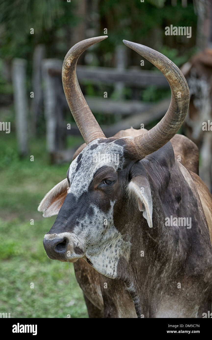 Brahma cows, The Pantanal, Mato Grosso, Brazil Stock Photo - Alamy