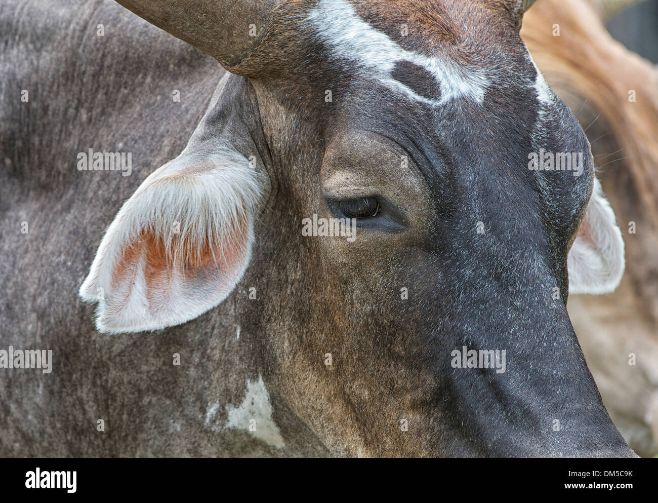 Pantaneiro cattle close-up, The Pantanal, Mato Grosso, Brazil Stock ...
