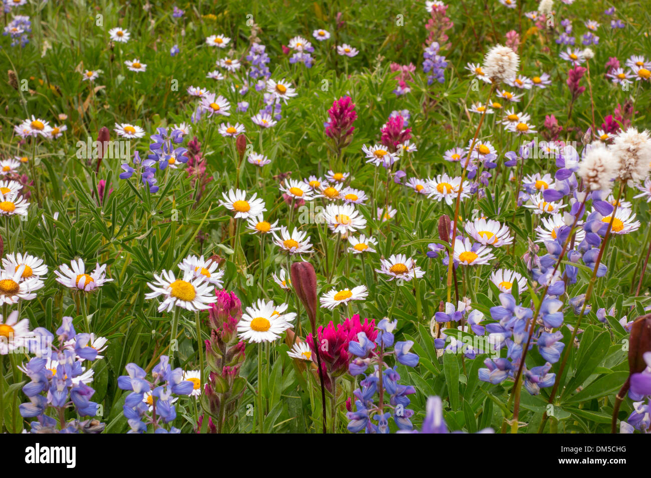 Spray Park, Mt Rainier, Washington Stock Photo - Alamy