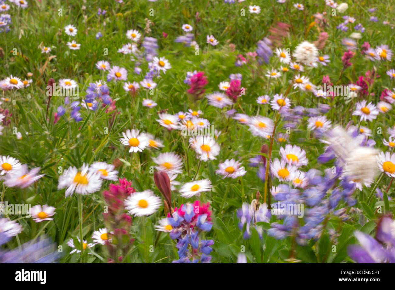 Spray Park, Mt Rainier, Washington Stock Photo - Alamy