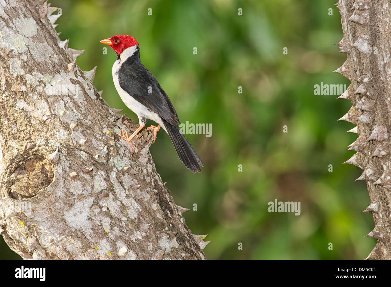 Yellow-billed Cardinal (Paroaria capitata), Araras Ecolodge, Mato ...