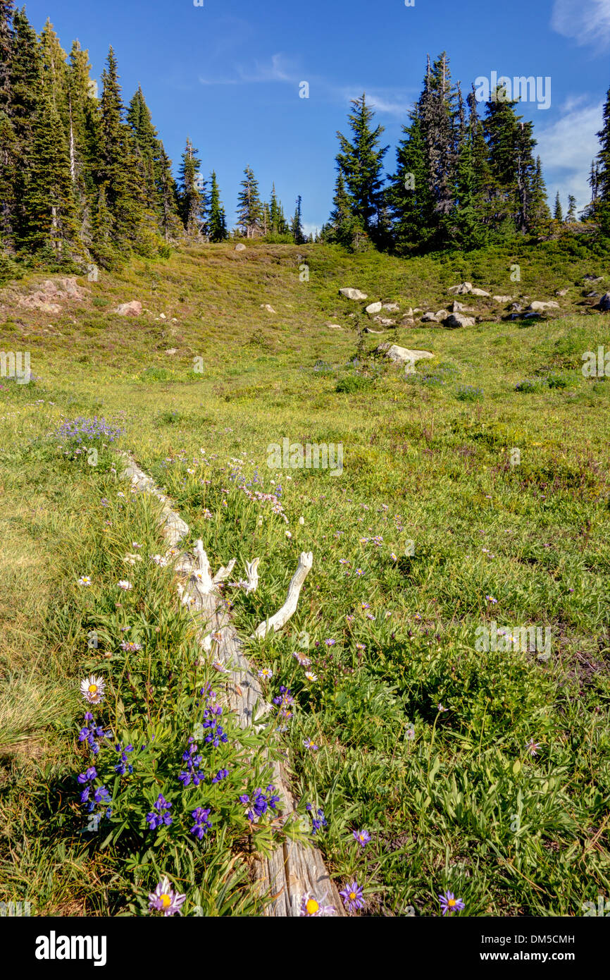 Spray Park, Mt Rainier, Washington Stock Photo - Alamy