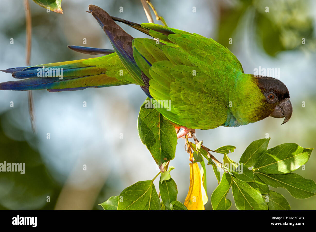 Nanday Parrakeet (Nandayus nenday), The Pantanal, Mato Grosso, Brazil ...