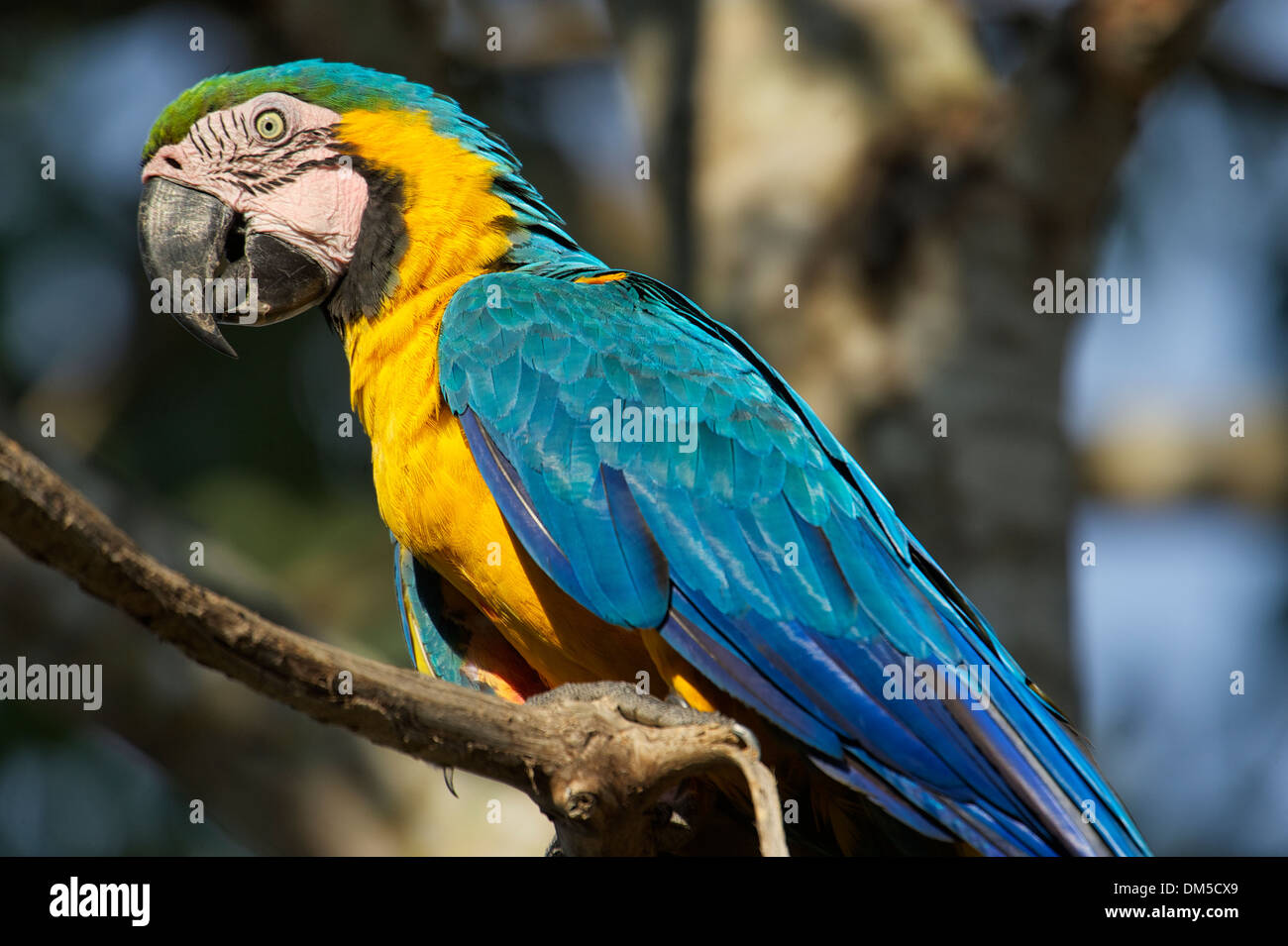 Blue-and-yellow Macaw (Ara ararauna), The Pantanal, Mato Grosso, Brazil Stock Photo - Alamy