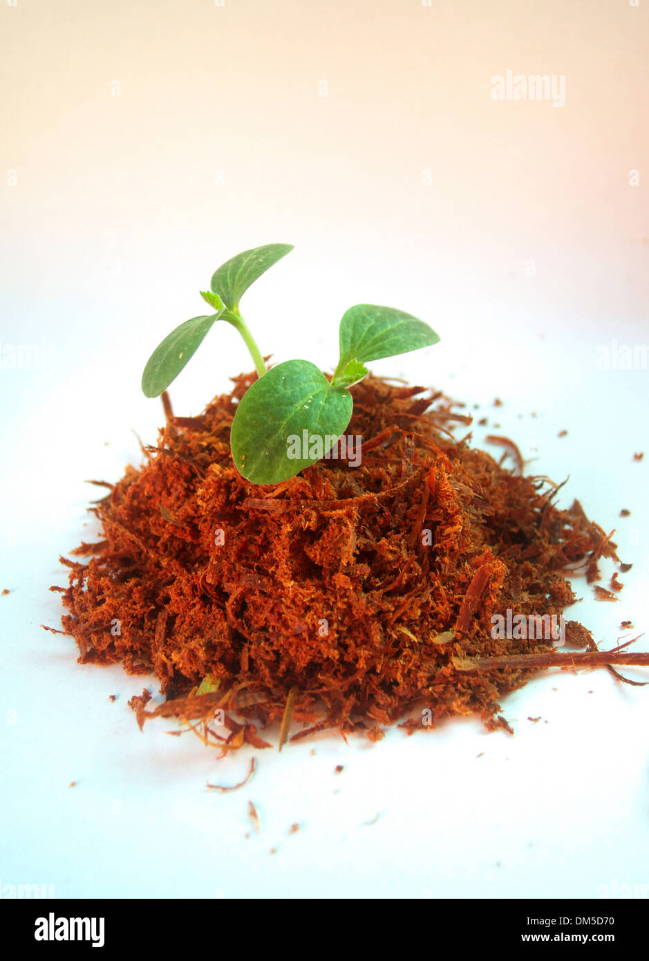 Tamarind sapling hi-res stock photography and images - Alamy