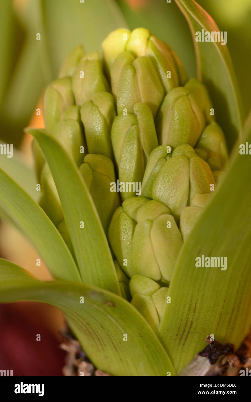 Jacinthe hyacinthus hyacinth hi-res stock photography and images - Alamy