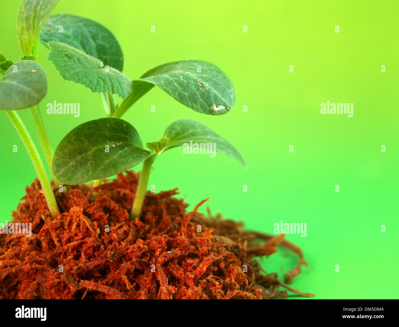 Tamarind sapling hi-res stock photography and images - Alamy