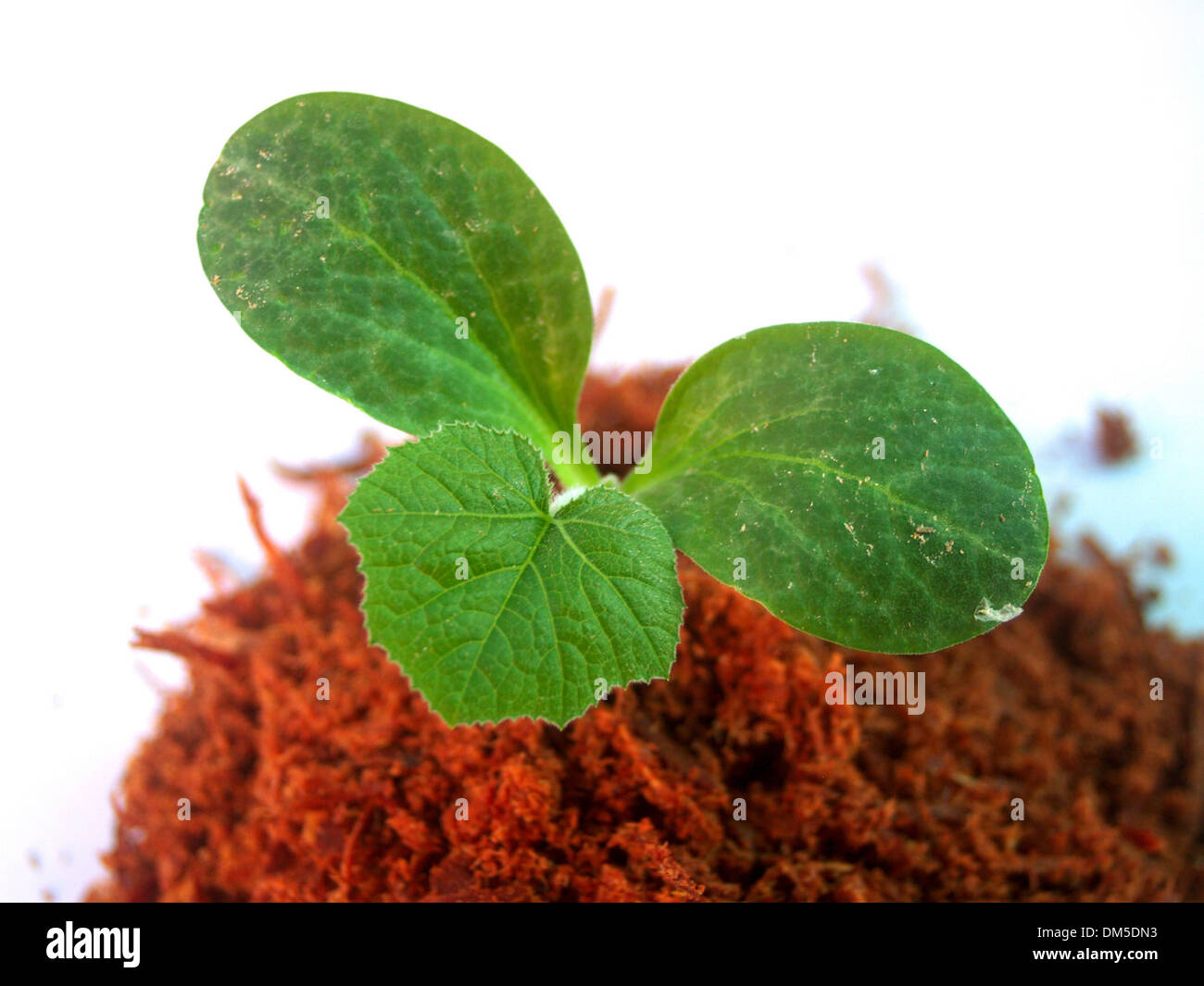 Tamarind sapling hi-res stock photography and images - Alamy