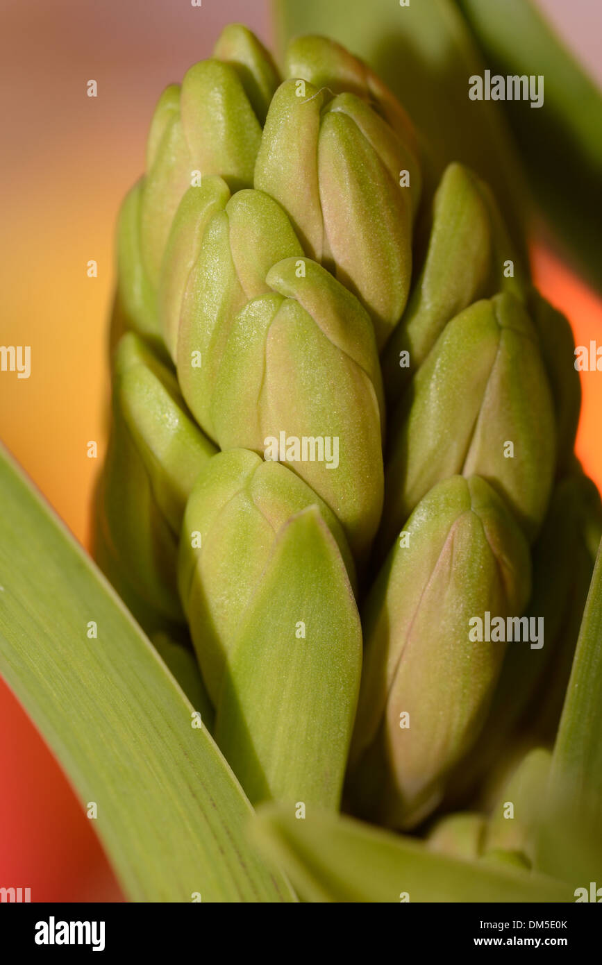 Jacinthe hyacinthus hyacinth hi-res stock photography and images - Alamy