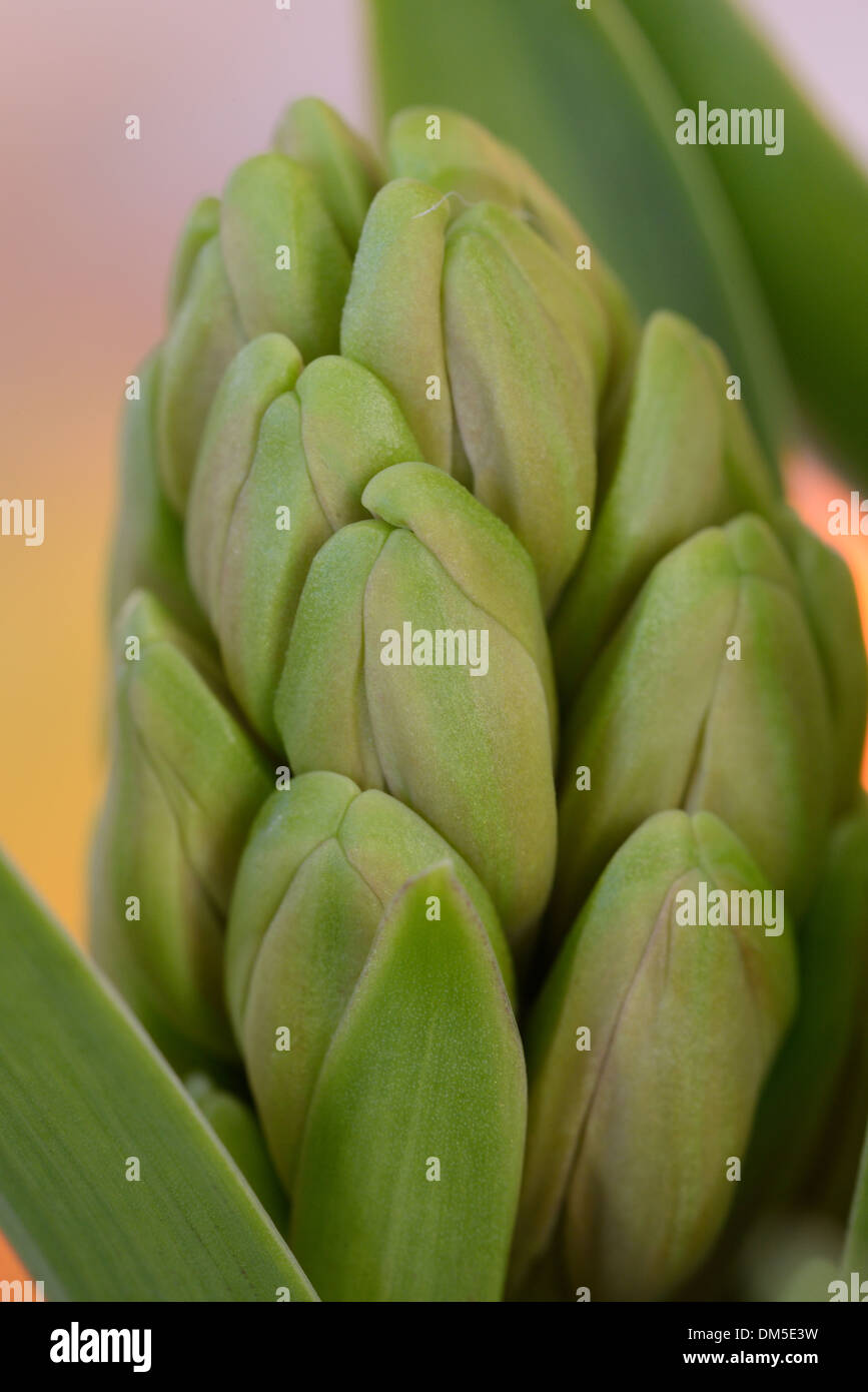 Jacinthe hyacinthus hyacinth hi-res stock photography and images - Alamy