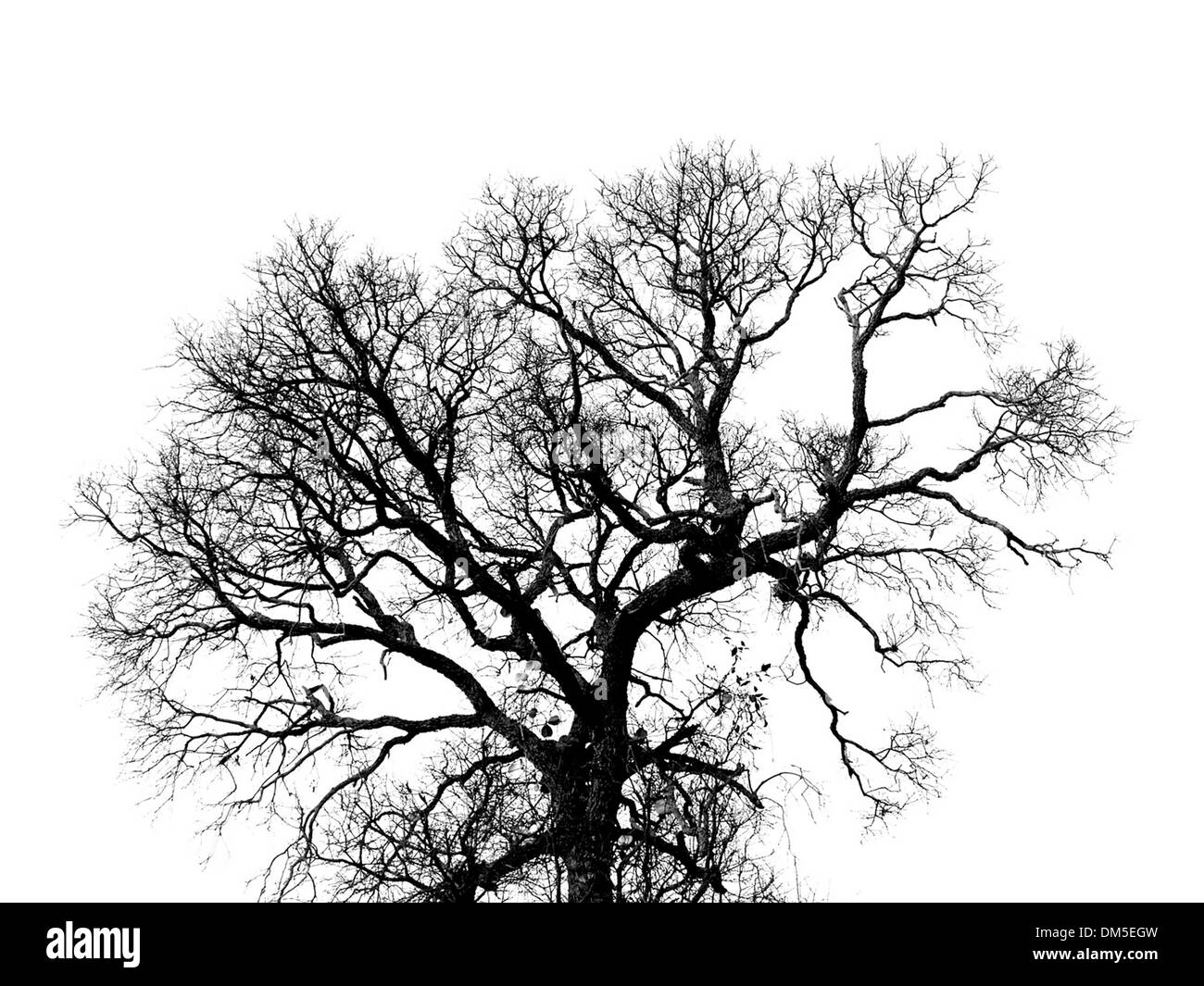 Dead and rotten tree Black and White Stock Photos & Images - Alamy