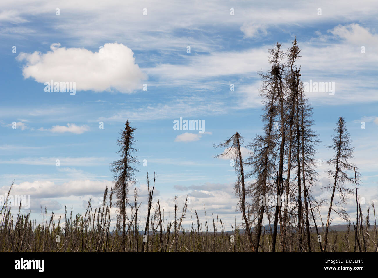 Black Spruce Tree Freshwater