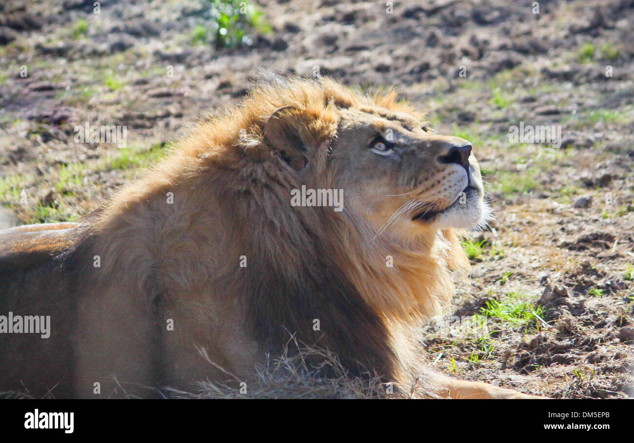 Back Lit Male Lion Looks Up - horizontal orientation close up of a male ...