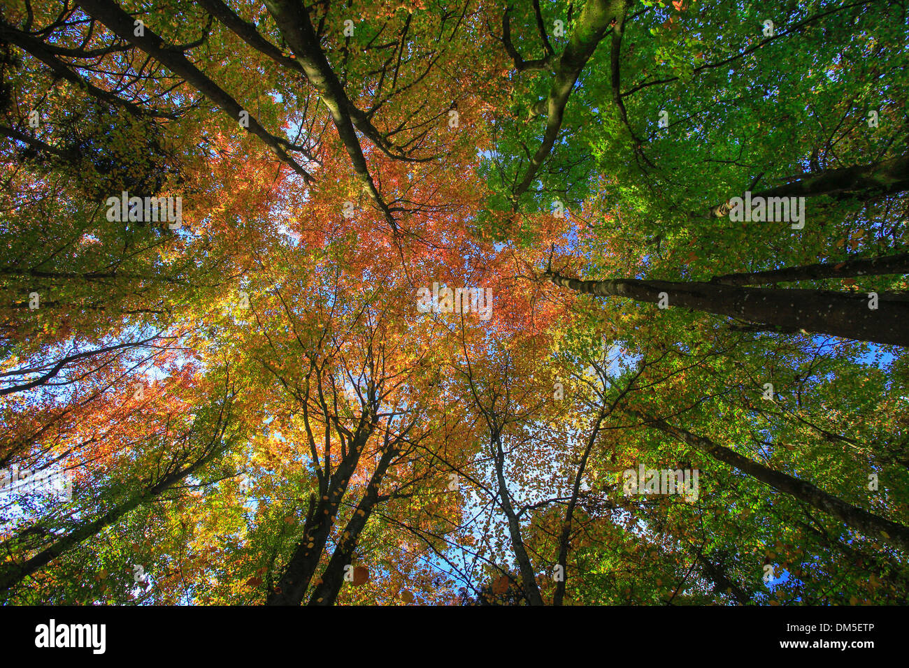 Detail Part tree tree top tree tops trunk trunks leaf leaves trees frog ...