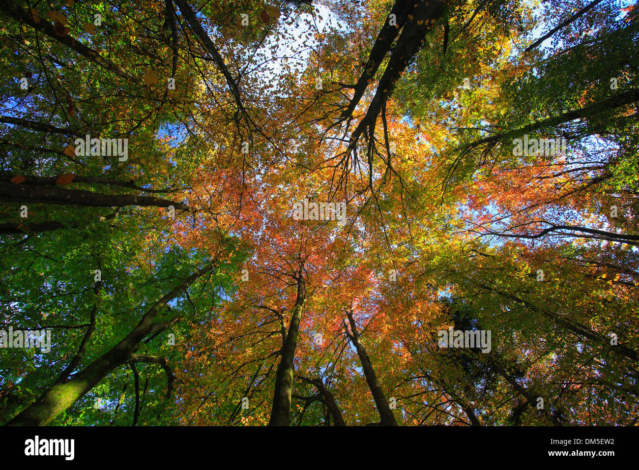 Detail Part tree tree top tree tops trunk trunks leaf leaves trees frog ...