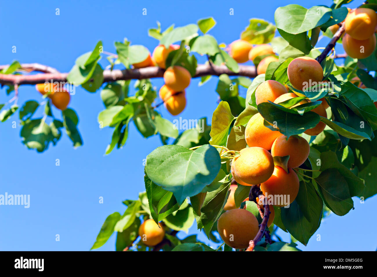 Apricots on the tree hi-res stock photography and images - Alamy