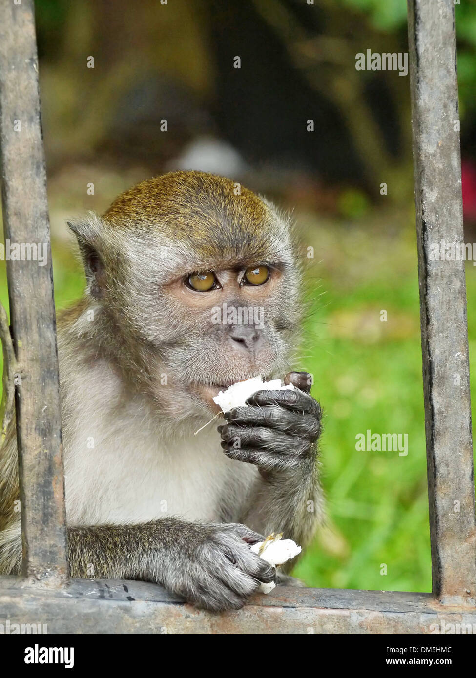 Monkey Eating a Coconut Stock Photo - Alamy