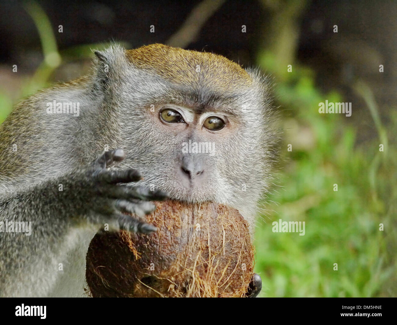 Monkey Eating a Coconut Stock Photo - Alamy