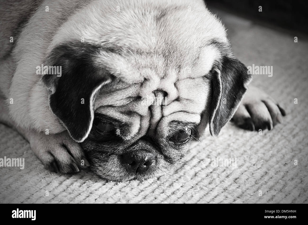 Sad pug eye hi-res stock photography and images - Alamy