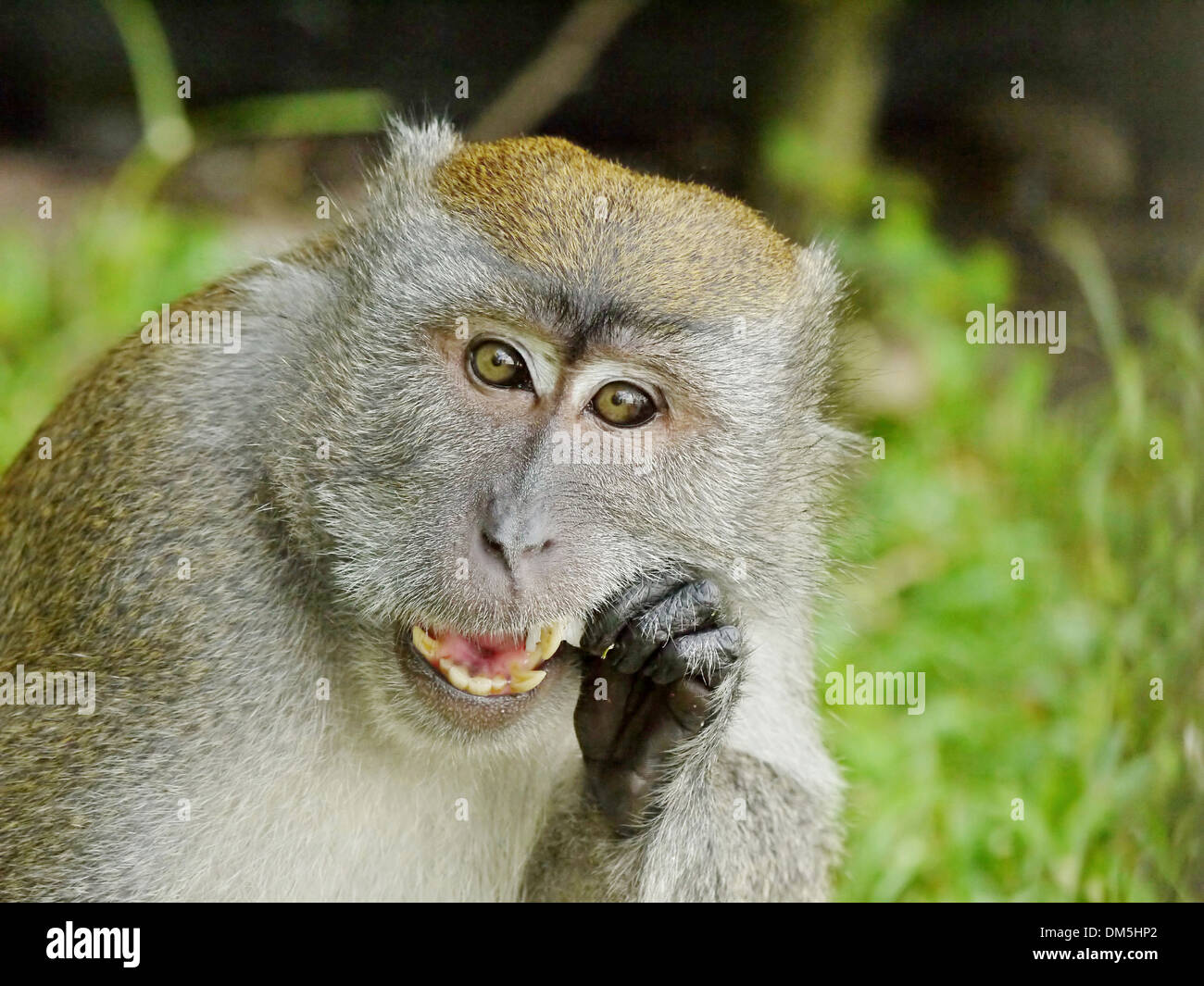 Monkey Eating a Coconut Stock Photo - Alamy
