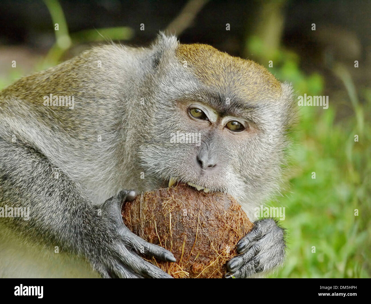 Monkey Biting a Coconut Stock Photo - Alamy