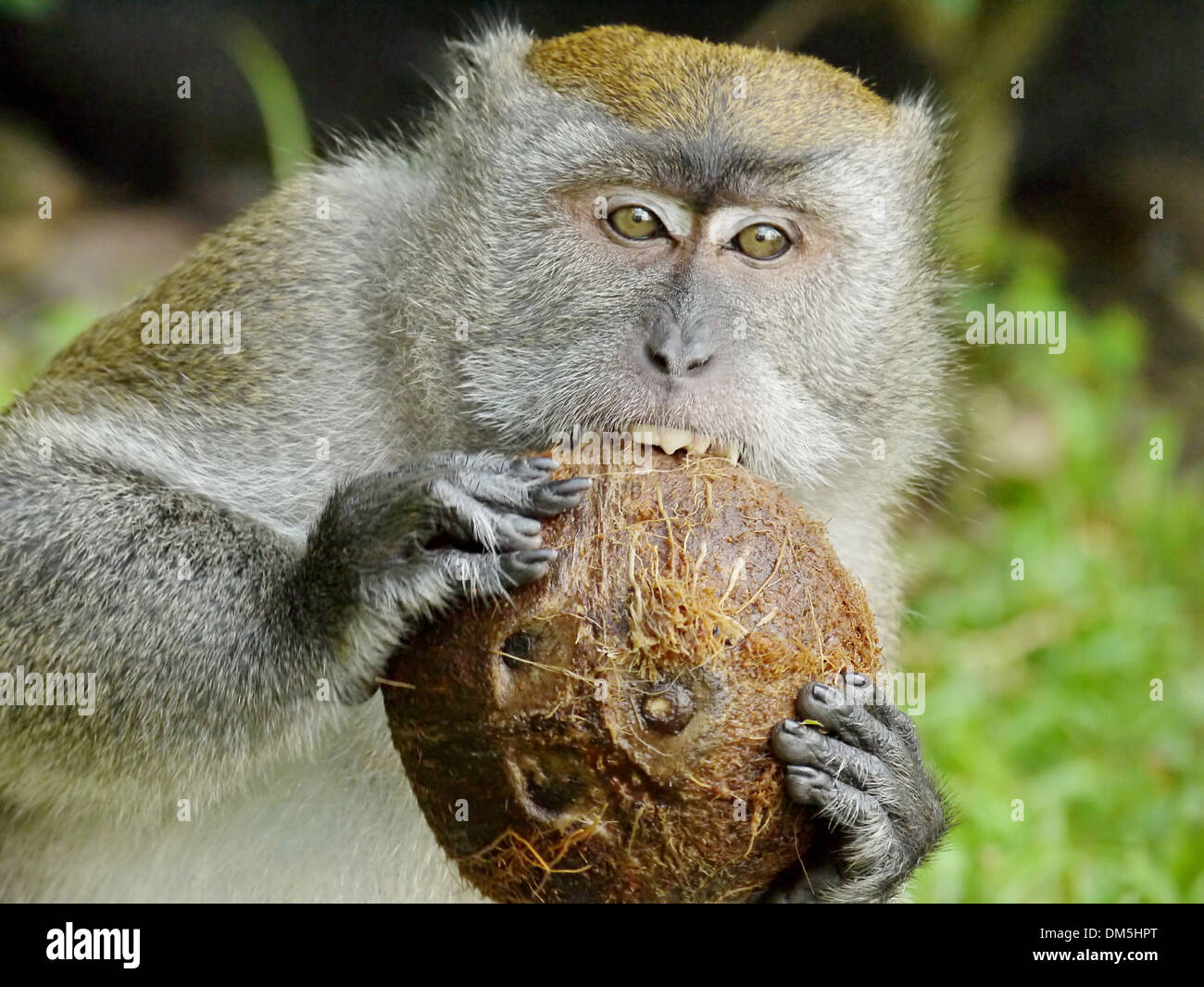Funny Coconut High Resolution Stock Photography and Images - Alamy