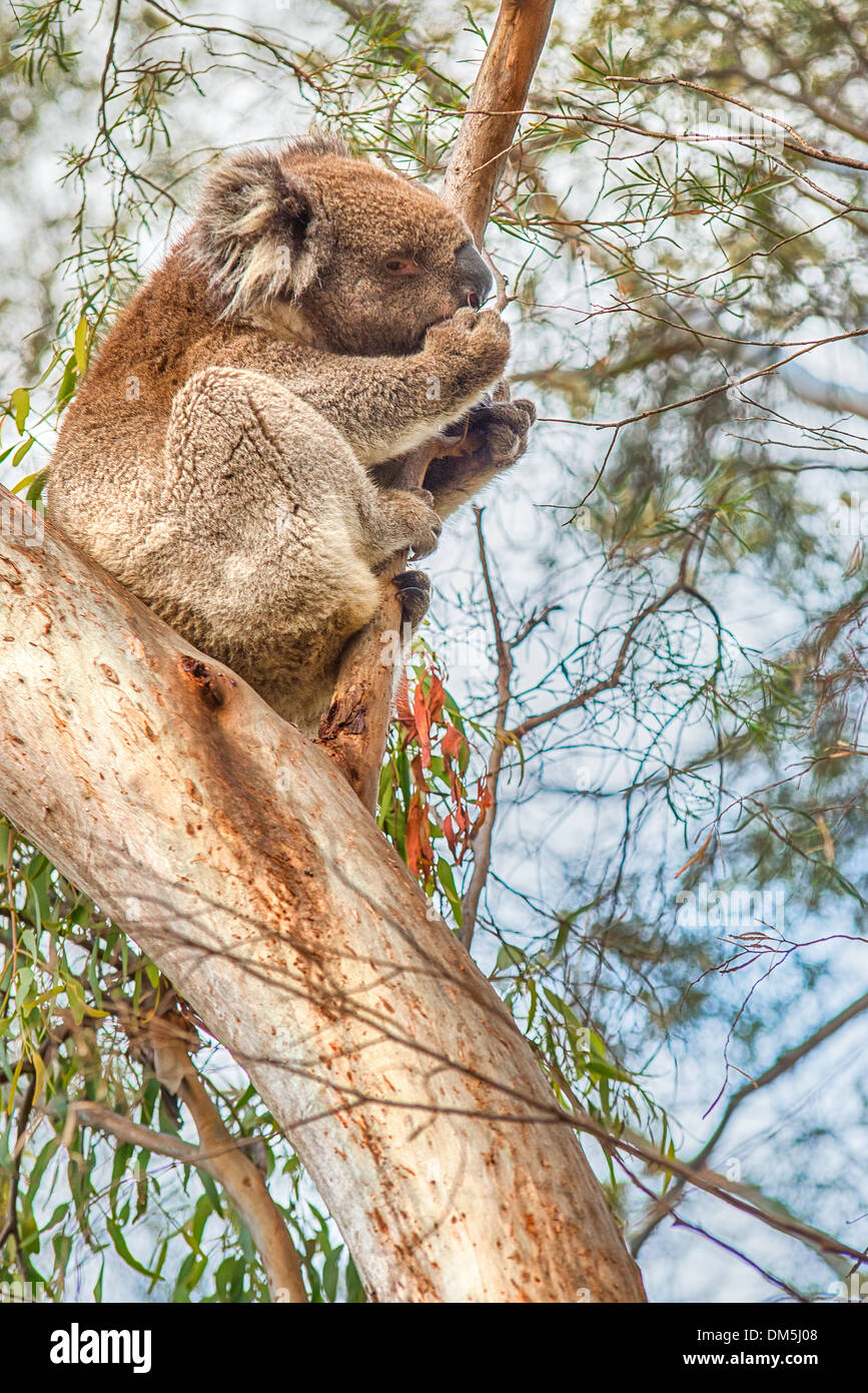 A full length shot of a young healthy wild koala in a tree Stock Photo ...