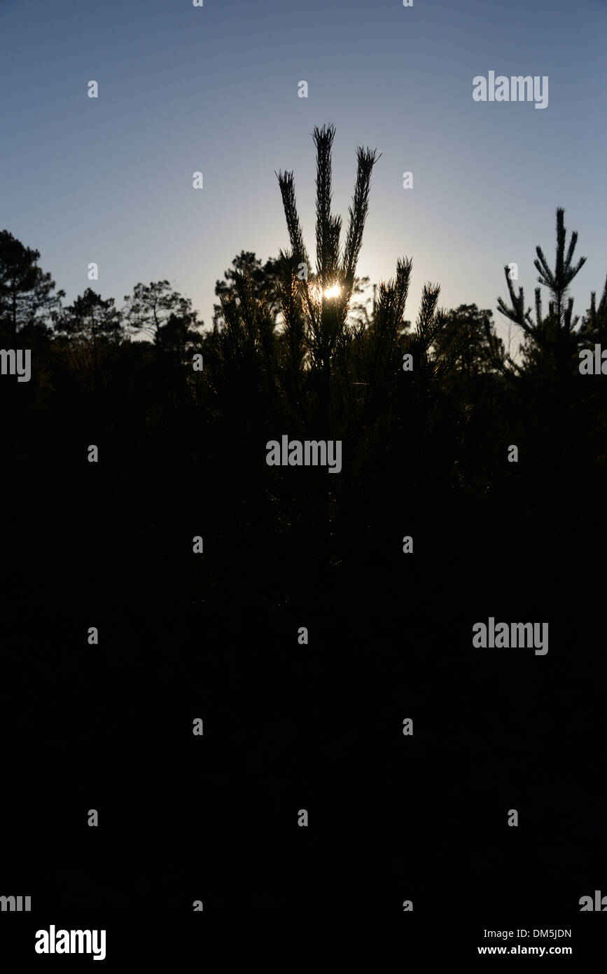 Back lighted young pine tree Stock Photo - Alamy