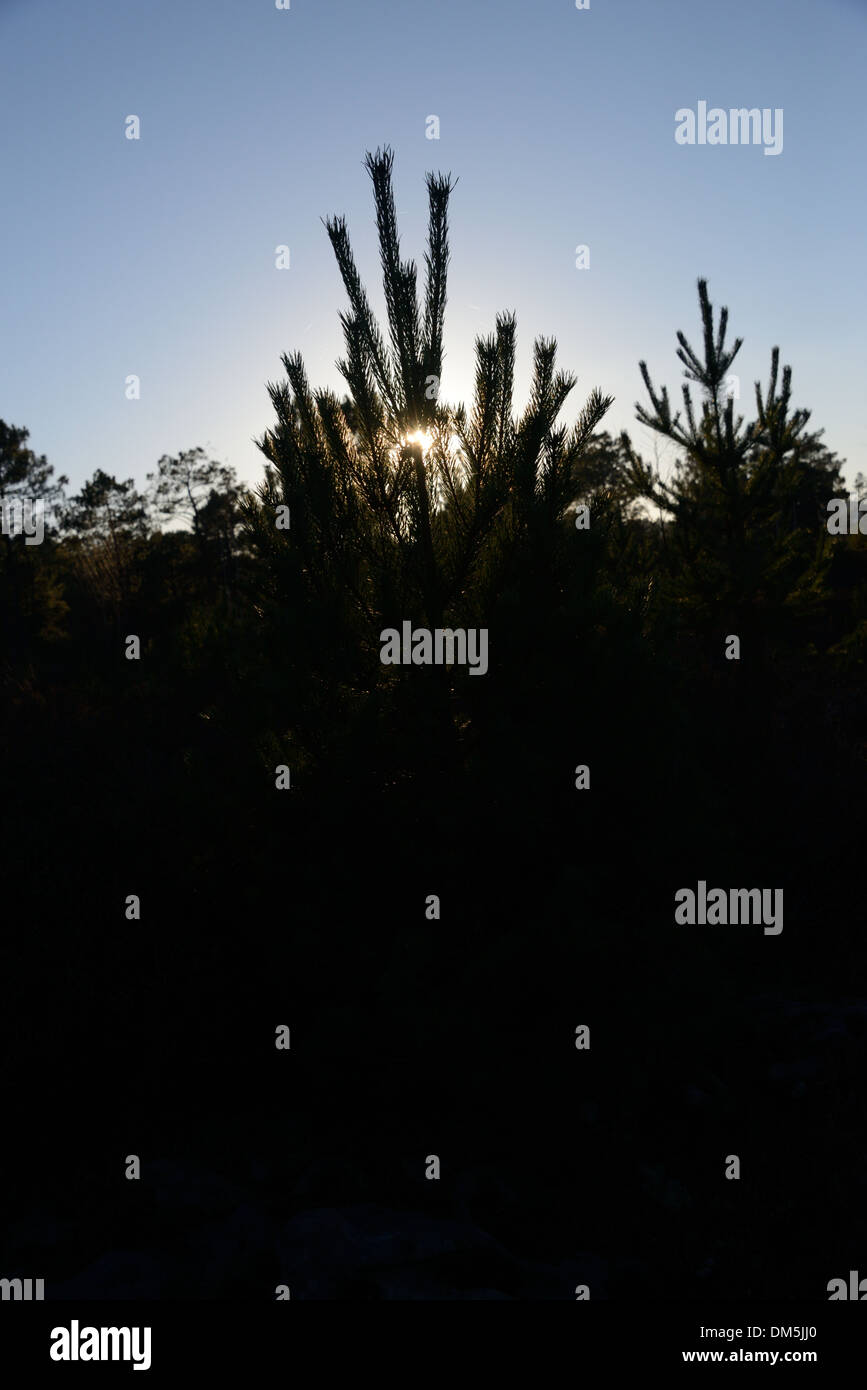 Back lighted young pine tree Stock Photo - Alamy