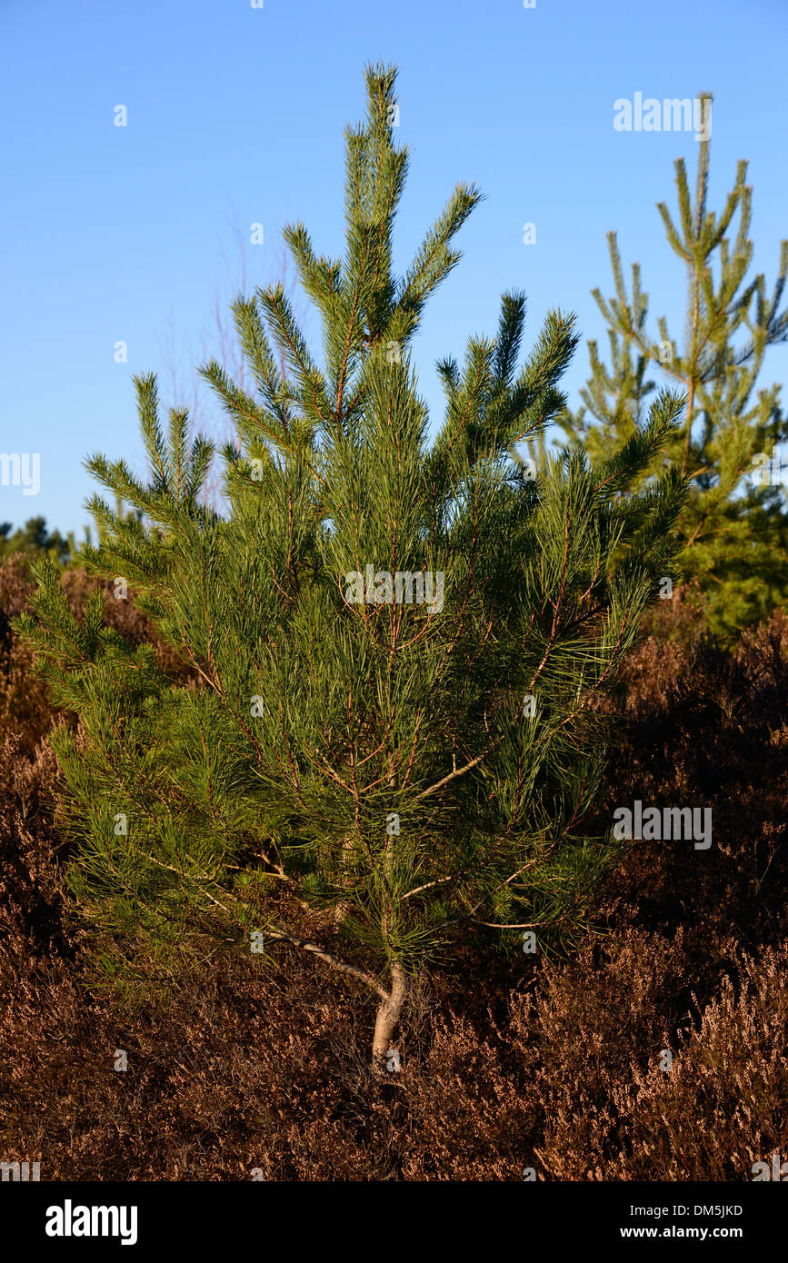 Young pine tree in the forest Stock Photo - Alamy