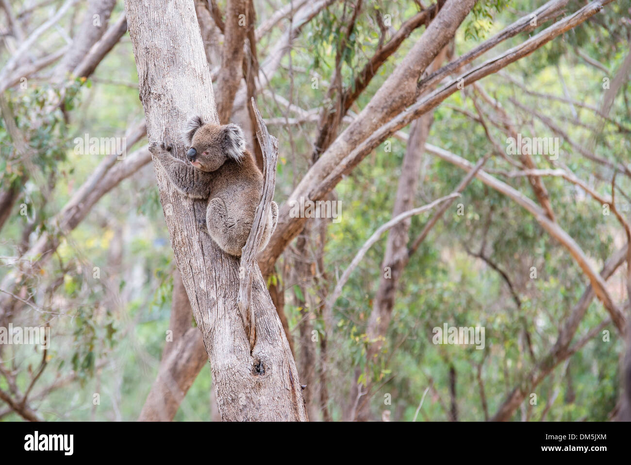 Koala eucalypt tree hi-res stock photography and images - Alamy