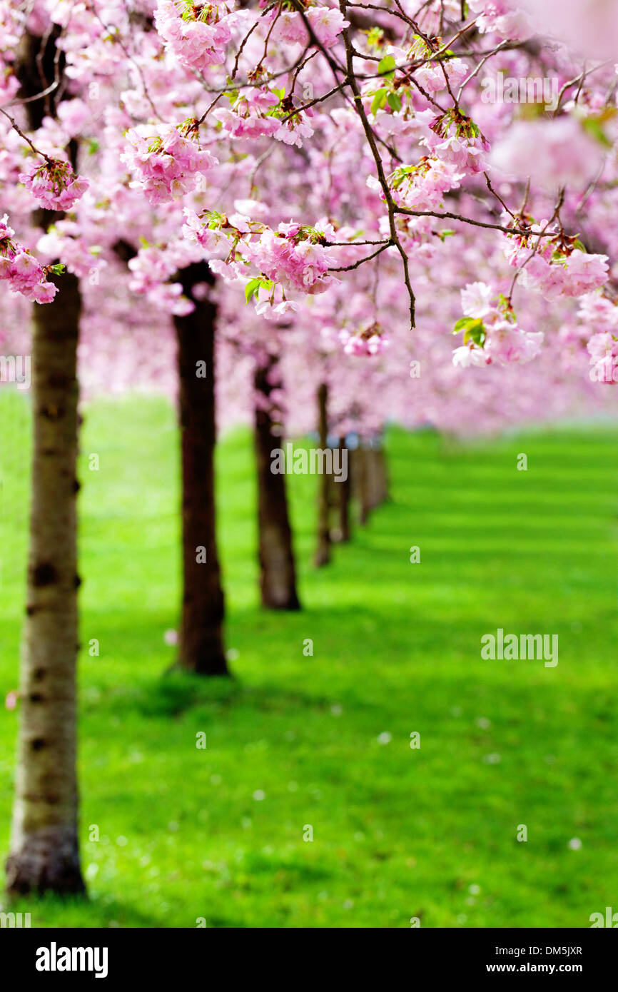 Sakura hi-res stock photography and images - Alamy