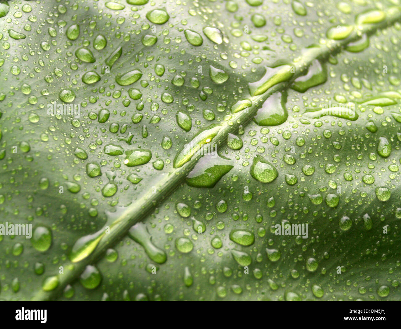 water drop on leaf Stock Photo - Alamy