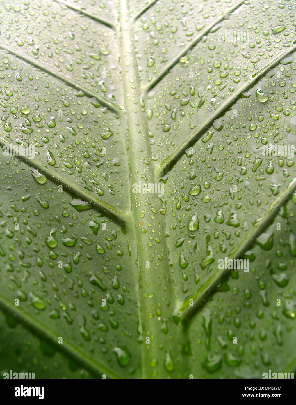 water drop on leaf Stock Photo - Alamy