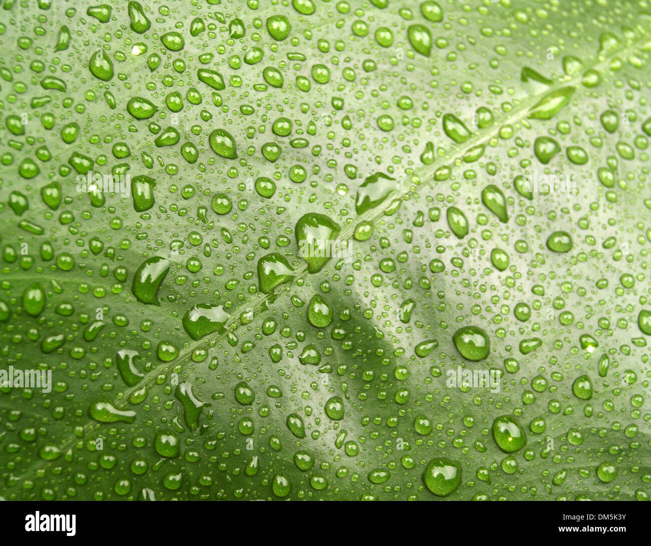 water drop on leaf Stock Photo - Alamy