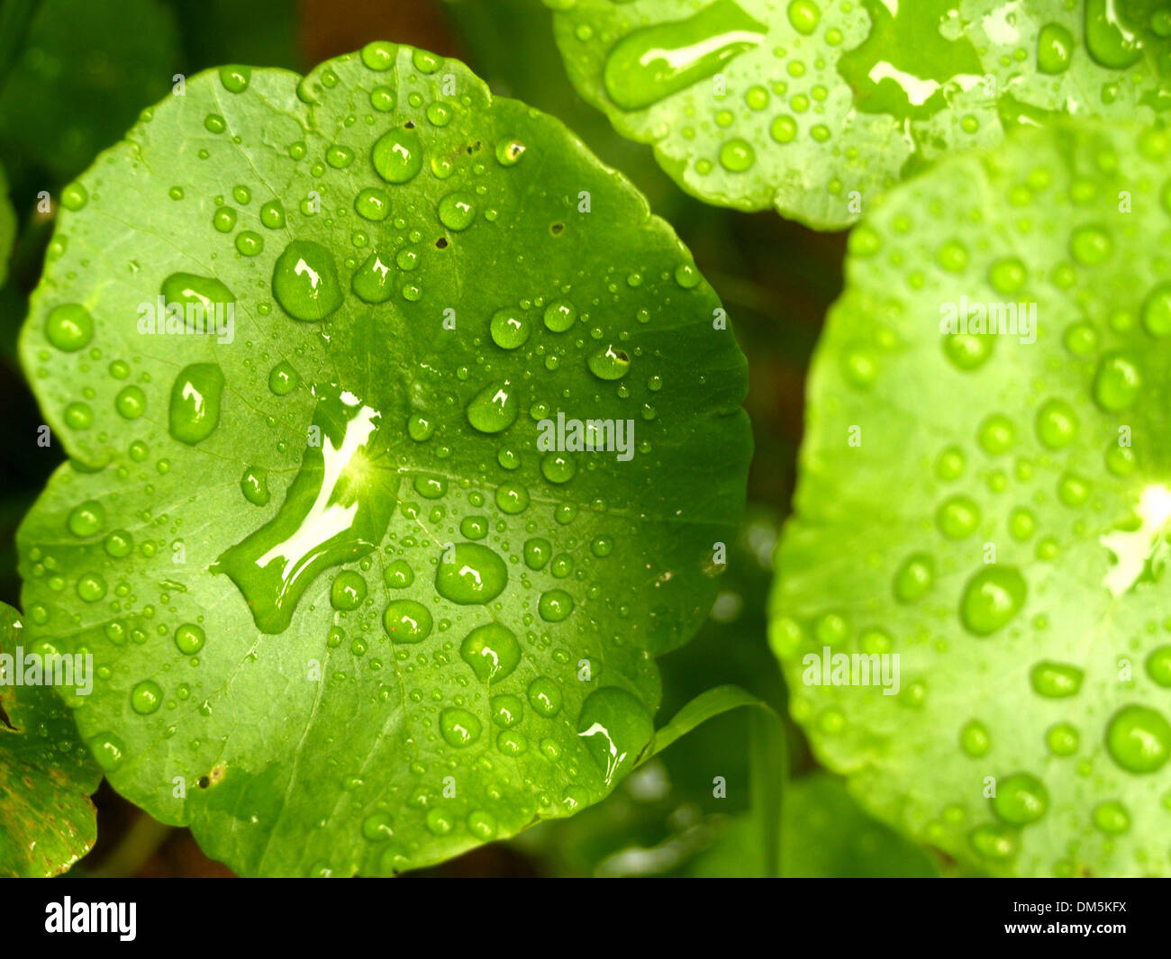water drop on leaf Stock Photo - Alamy
