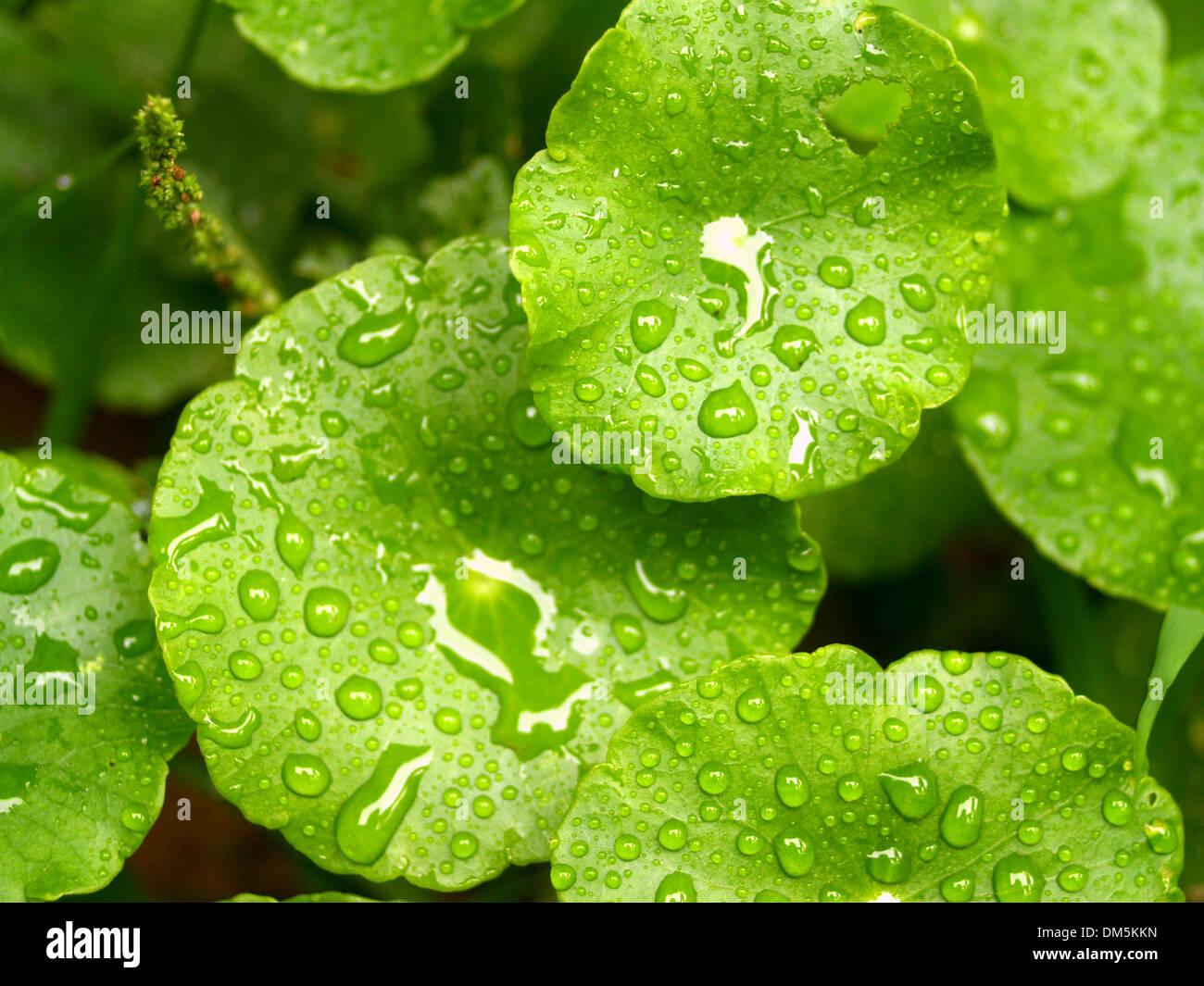 water drop on leaf Stock Photo - Alamy